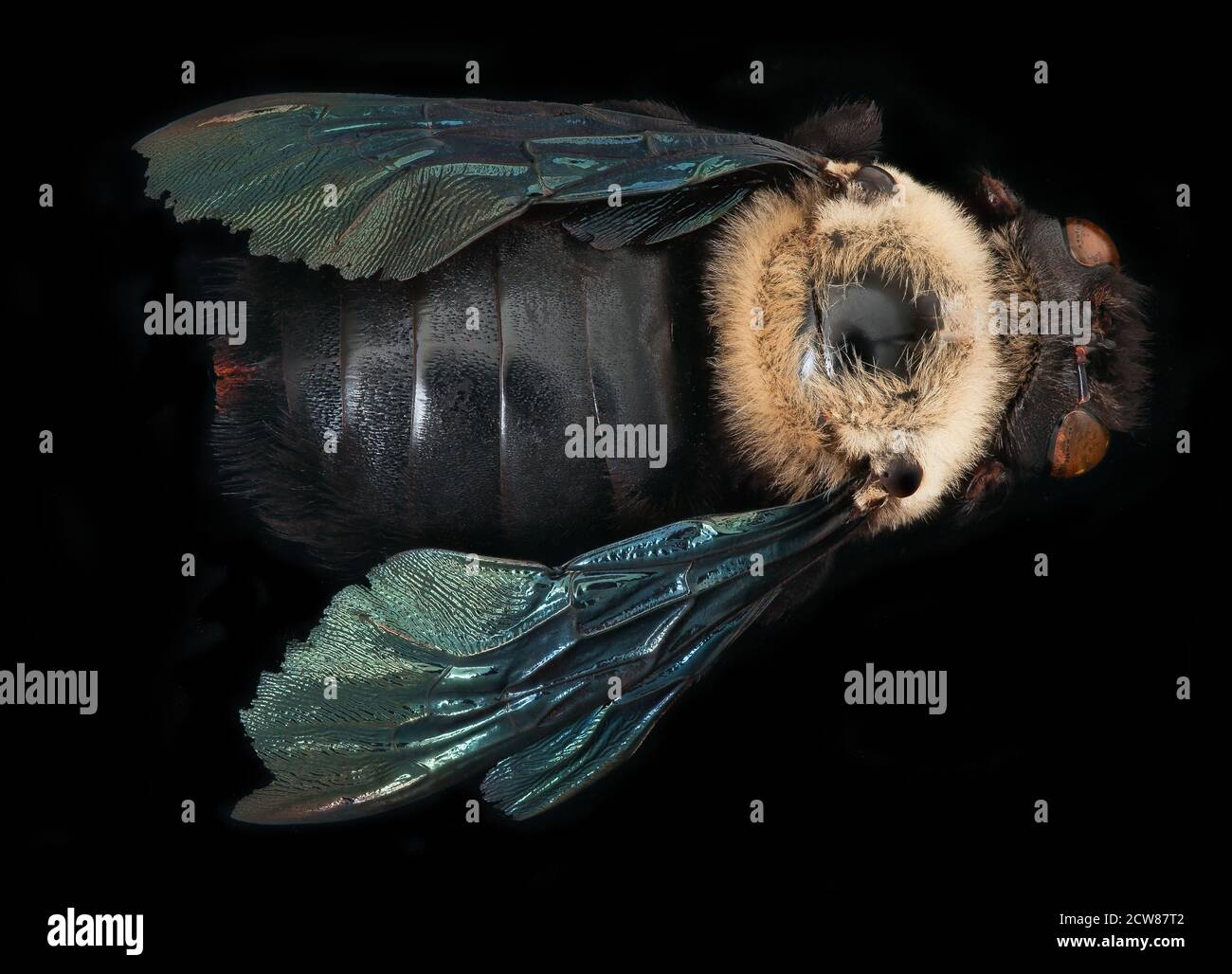 Bee bees brazil taxonomy hi-res stock photography and images - Alamy