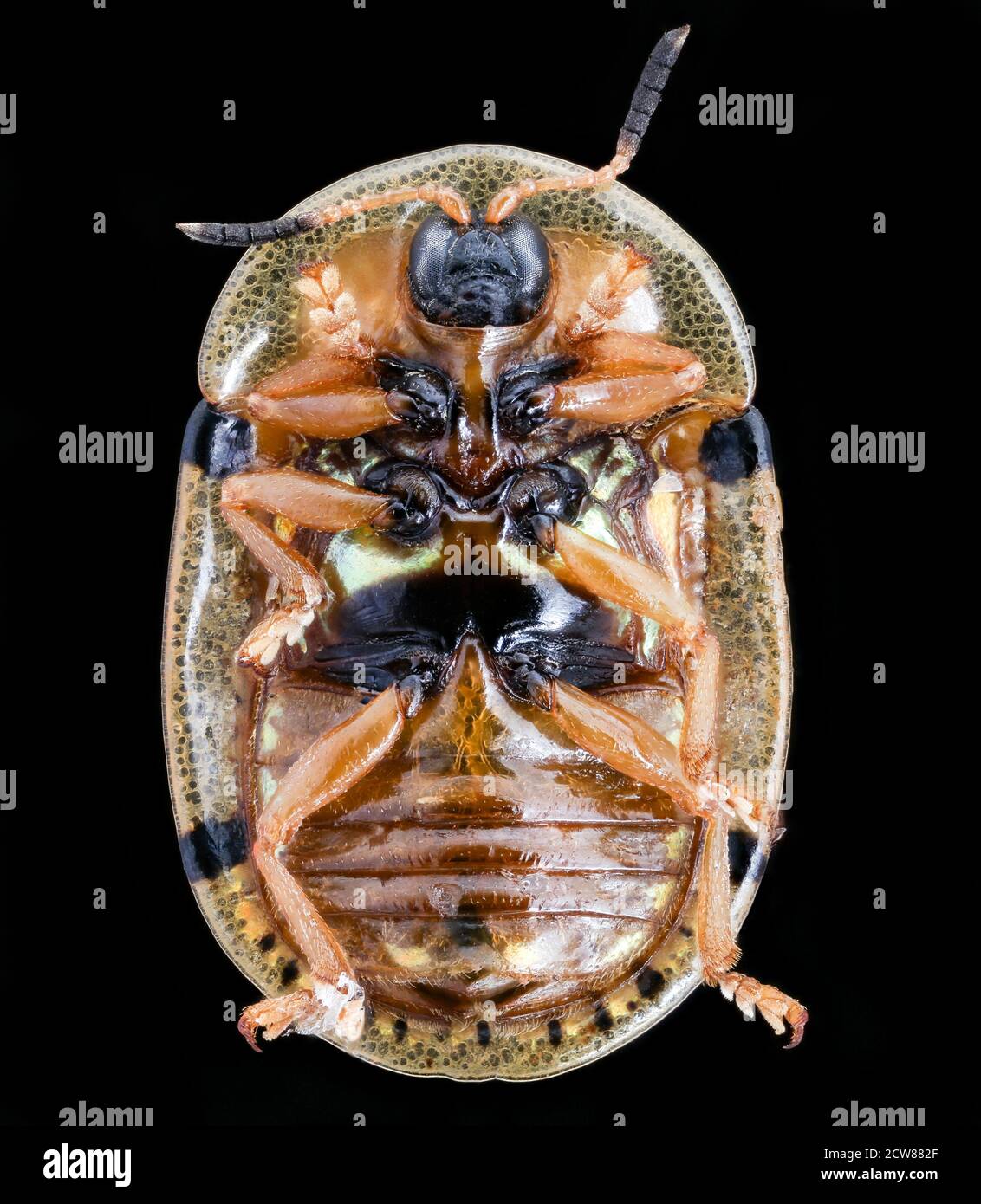 Gold beetle hi-res stock photography and images - Alamy