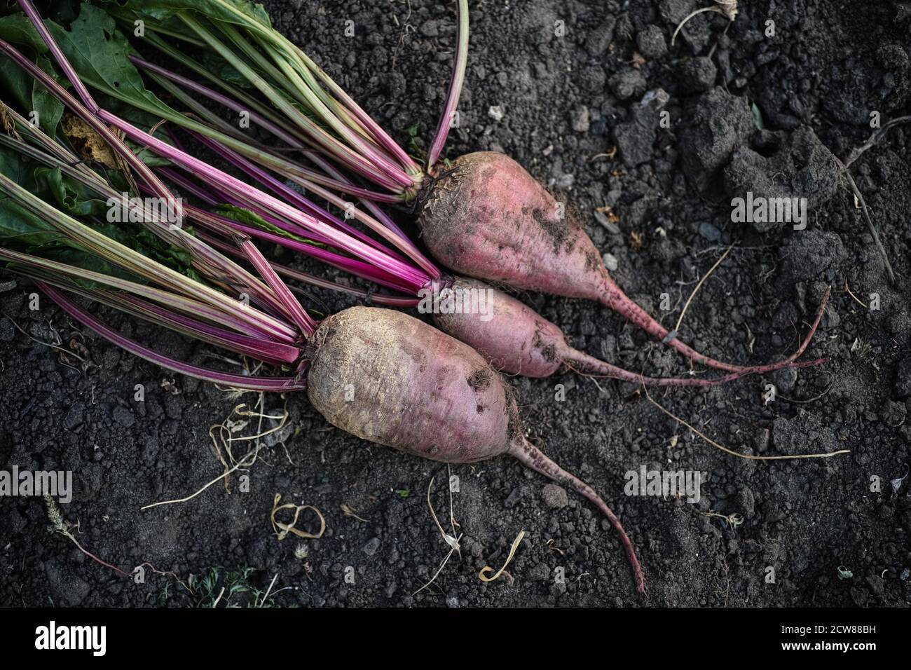 Beetroot soil hi-res stock photography and images - Alamy