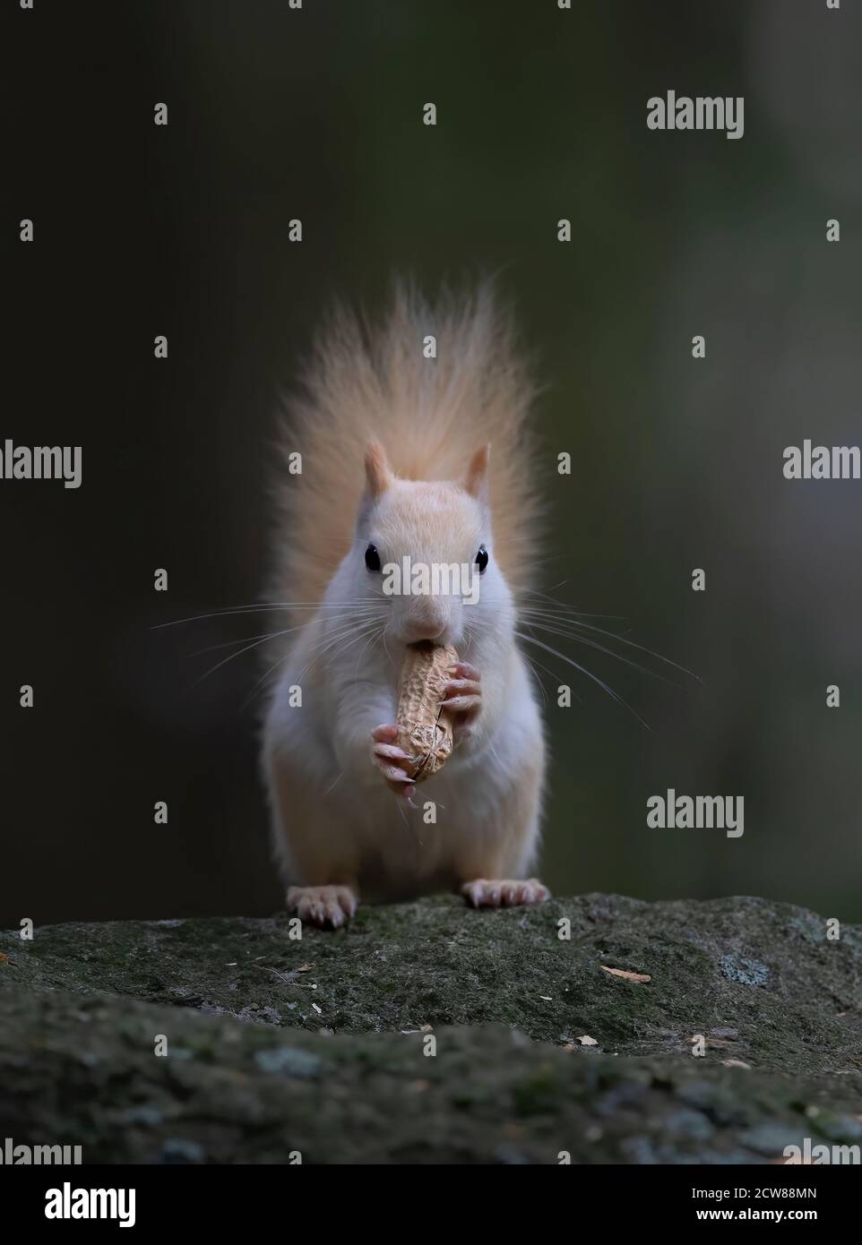 Leucistic red squirrel hi-res stock photography and images - Alamy