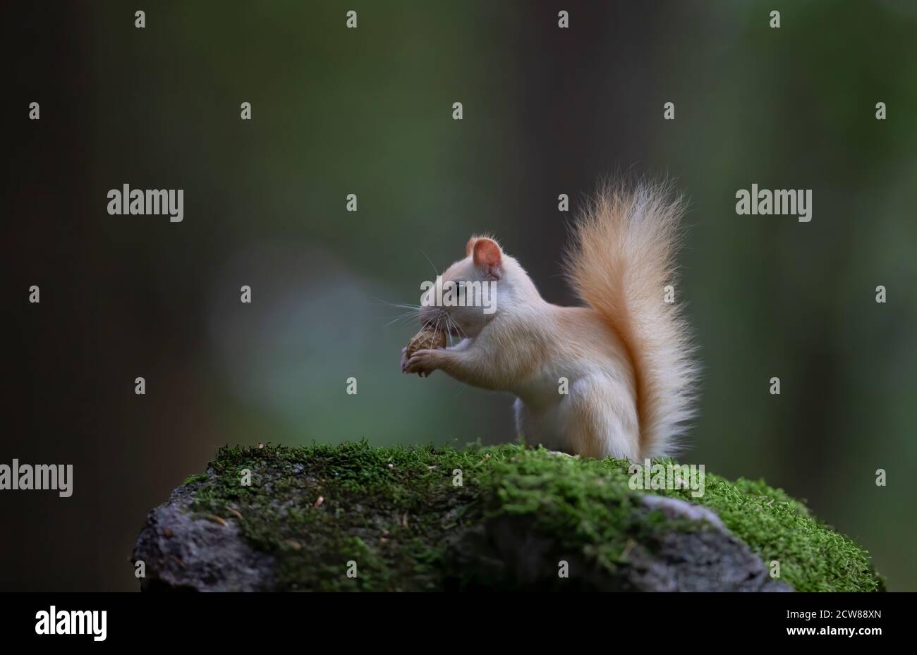 Young red squirrel standing on moss hi-res stock photography and images ...