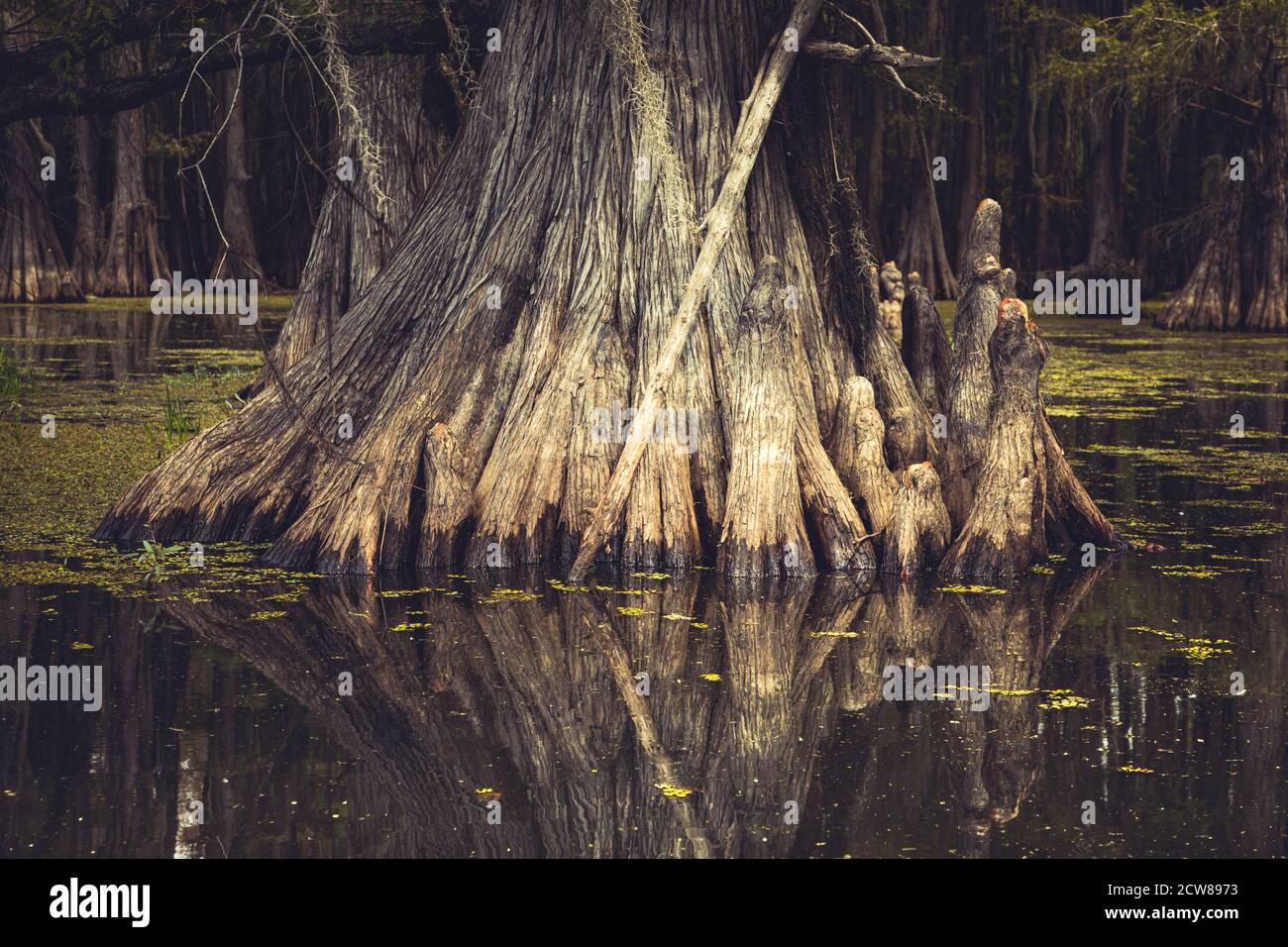 Texas cypress tree hi-res stock photography and images - Alamy