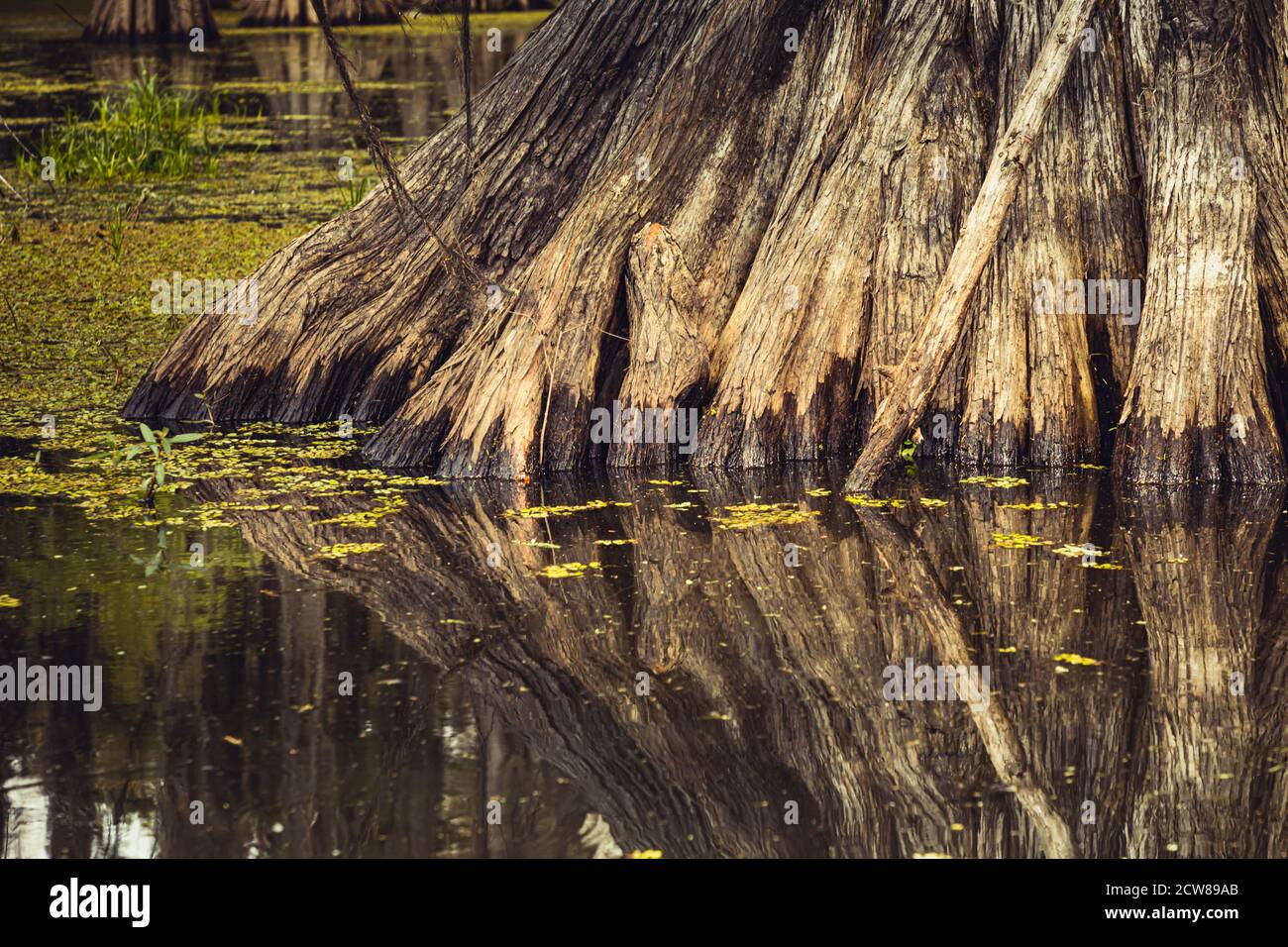 Cypress trees close up hi-res stock photography and images - Alamy