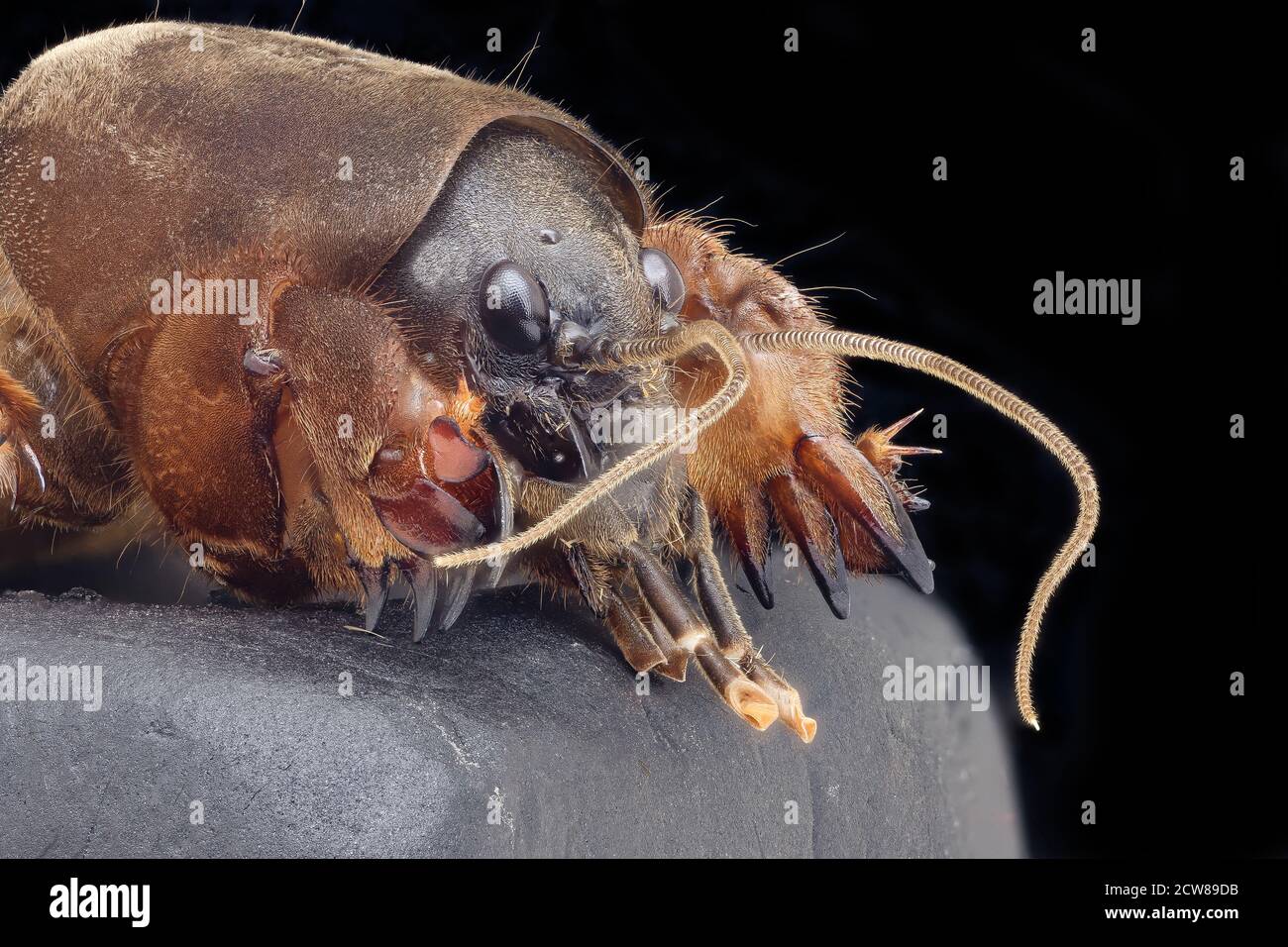 This close-up image captures a mole cricket at the Patuxent Wildlife ...