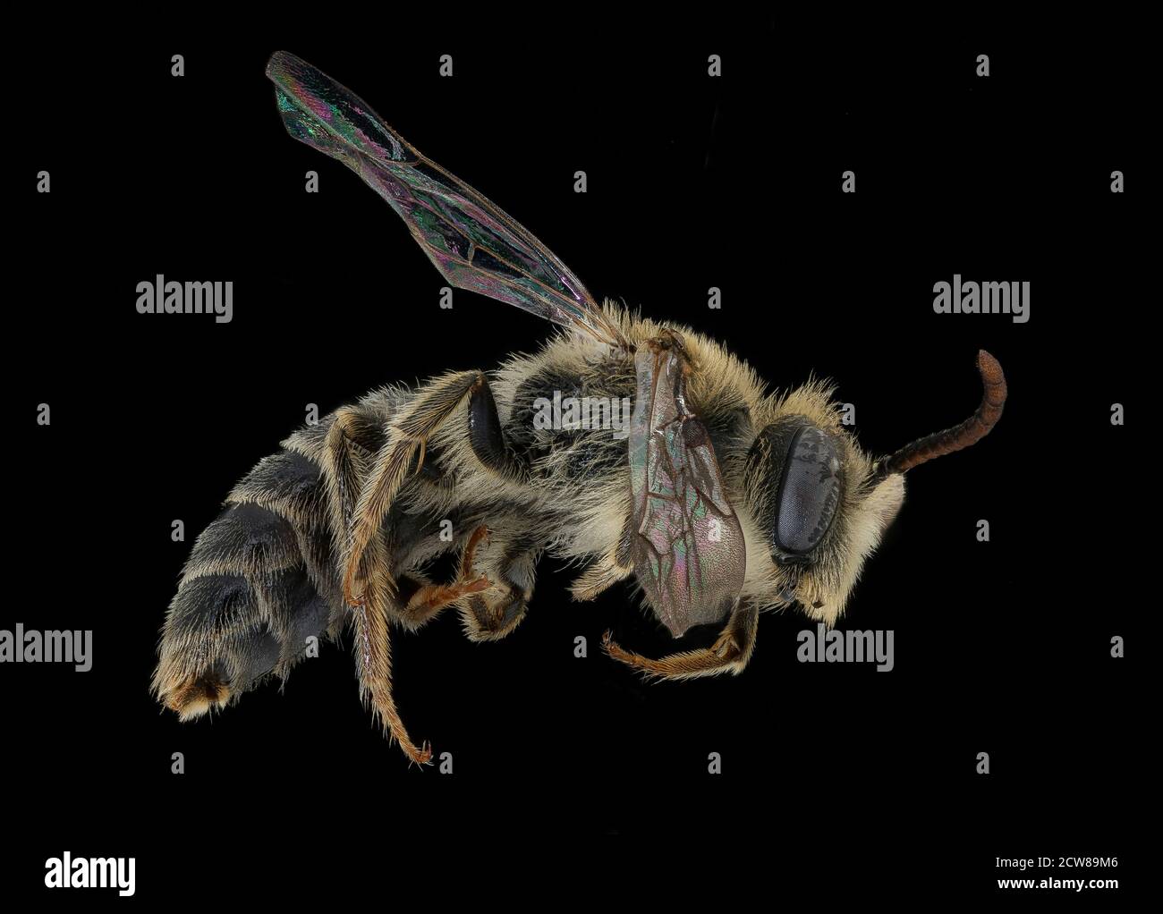 On December 16, 2019, entomologist Cheng from the U.S. Geological ...