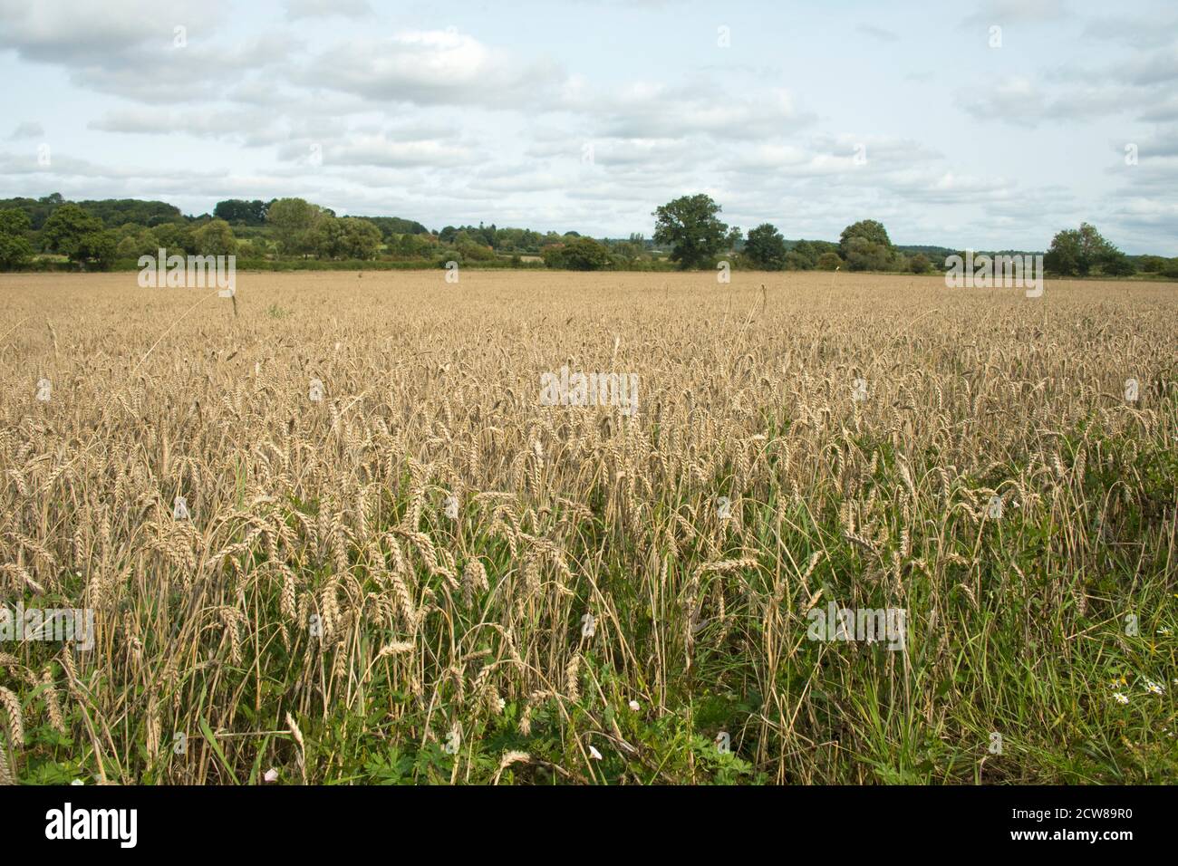 Weak, weedy, ripe wheat crop. Hot, dry summer with no rain causing ...