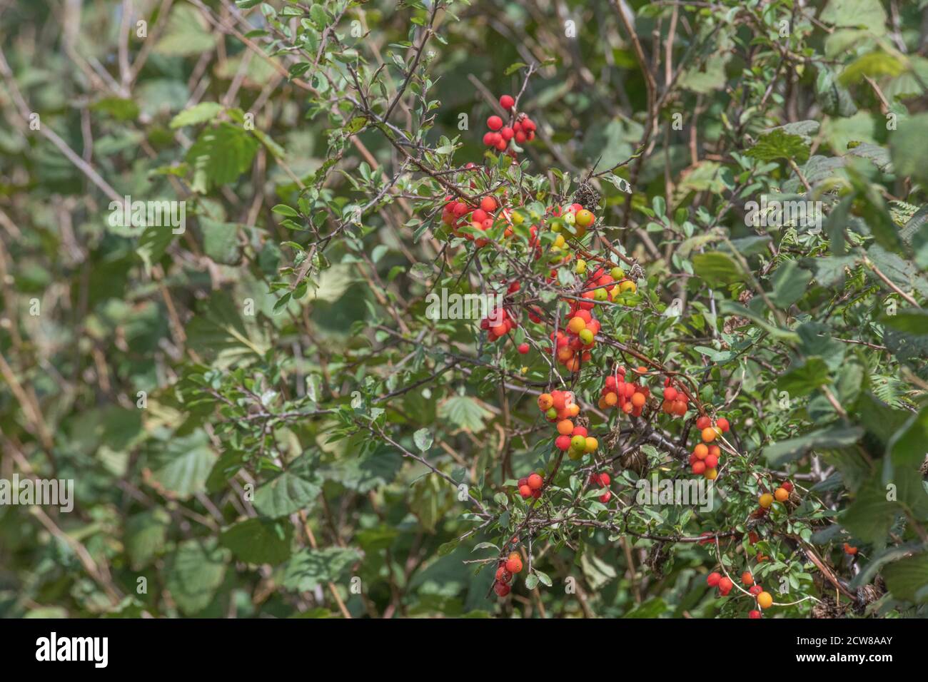Poisonous Berries Uk High Resolution Stock Photography and Images - Alamy