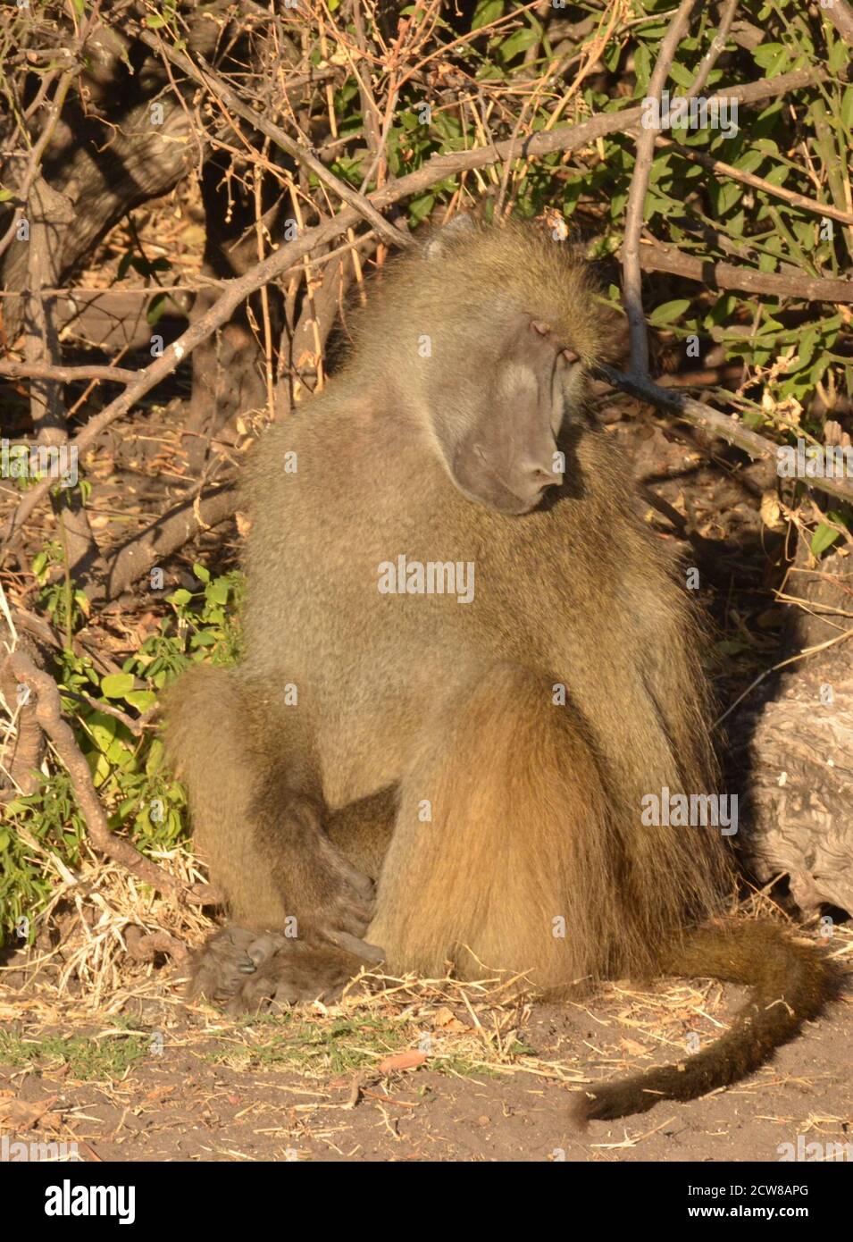 Endormi hi-res stock photography and images - Alamy