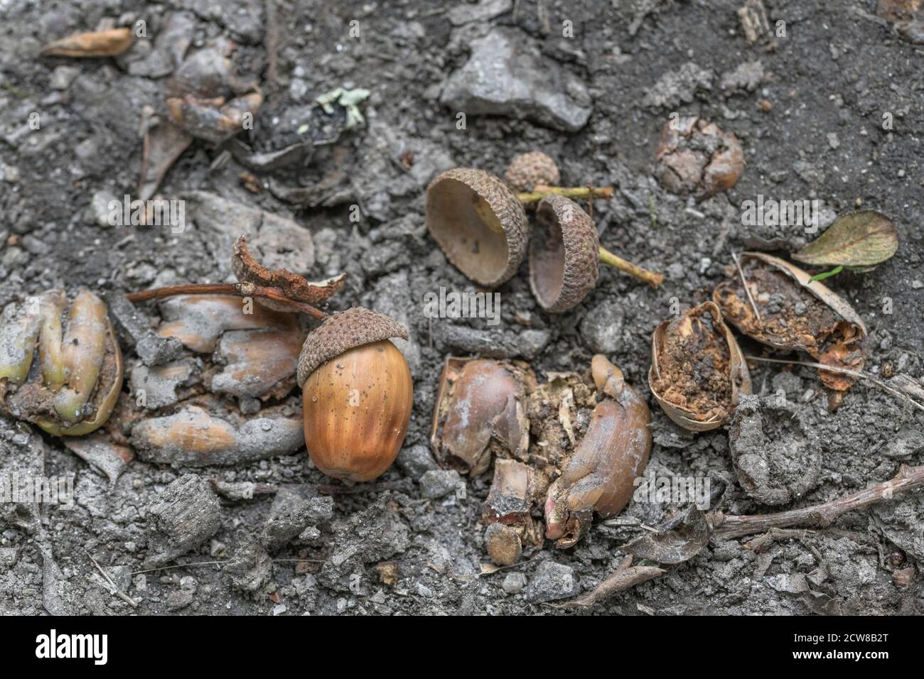 Ground acorns hi-res stock photography and images - Alamy