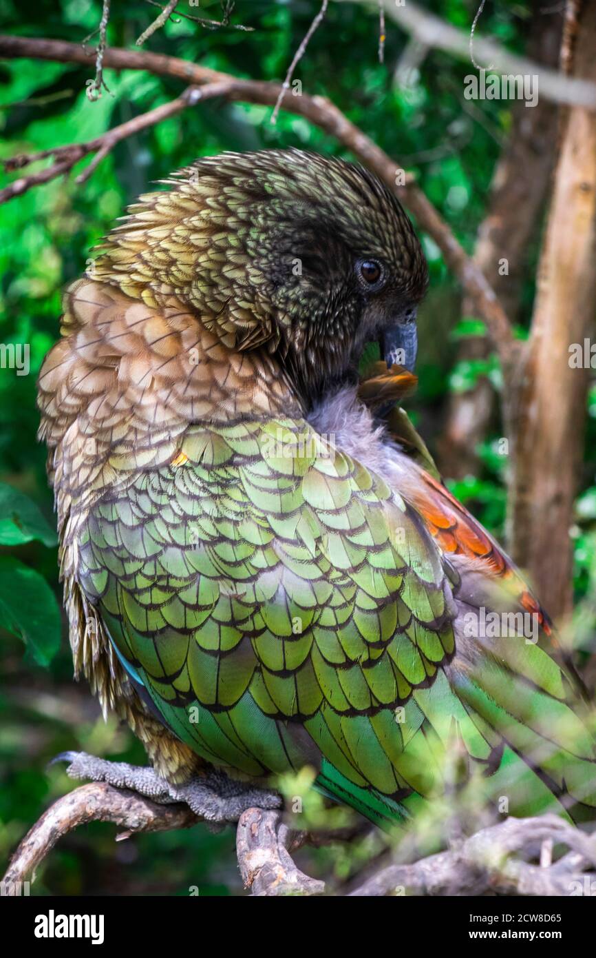 Family nestoridae hi-res stock photography and images - Alamy
