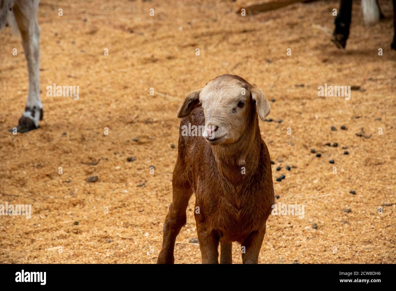 Damara goat hi-res stock photography and images - Alamy