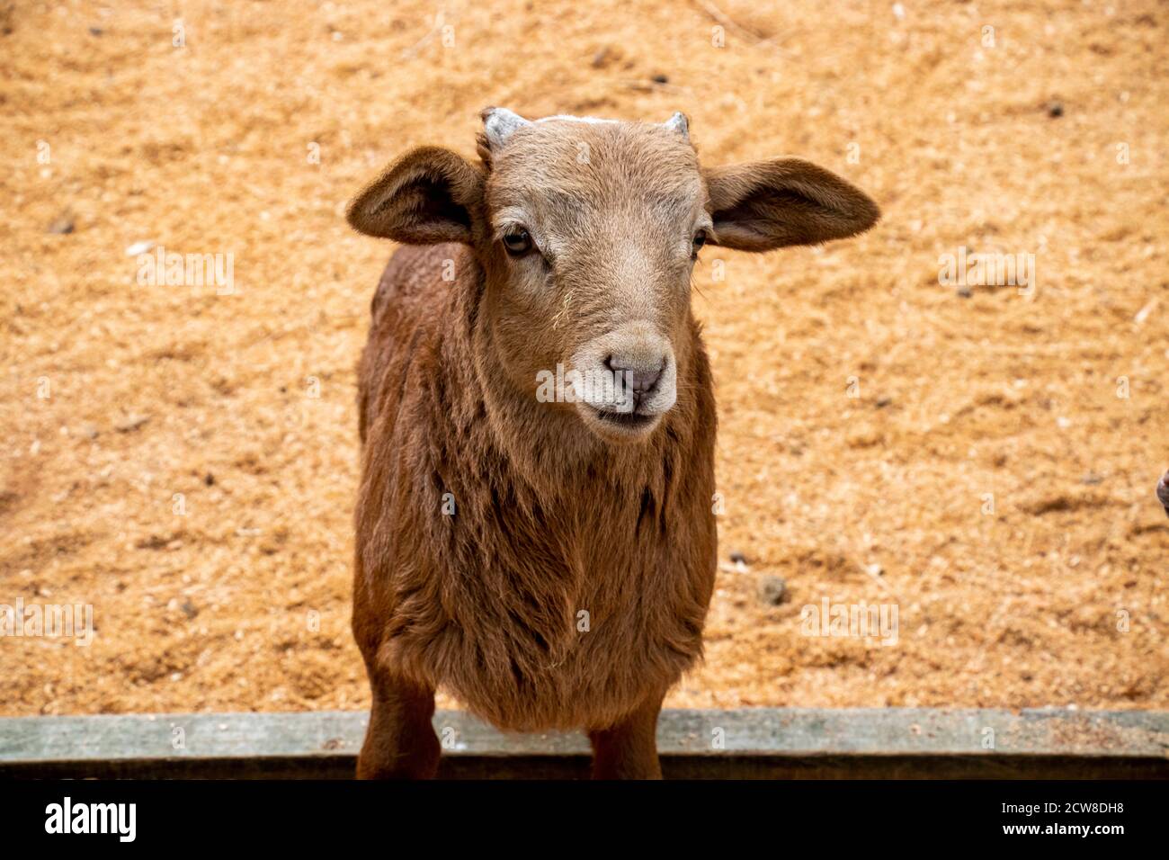 Damara goat hi-res stock photography and images - Alamy