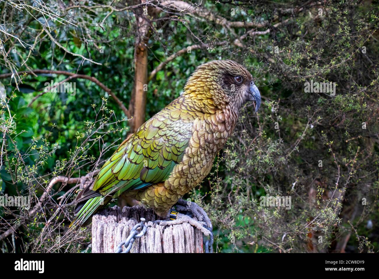 The kea(Nestor notabilis), a species of large parrot in the family ...