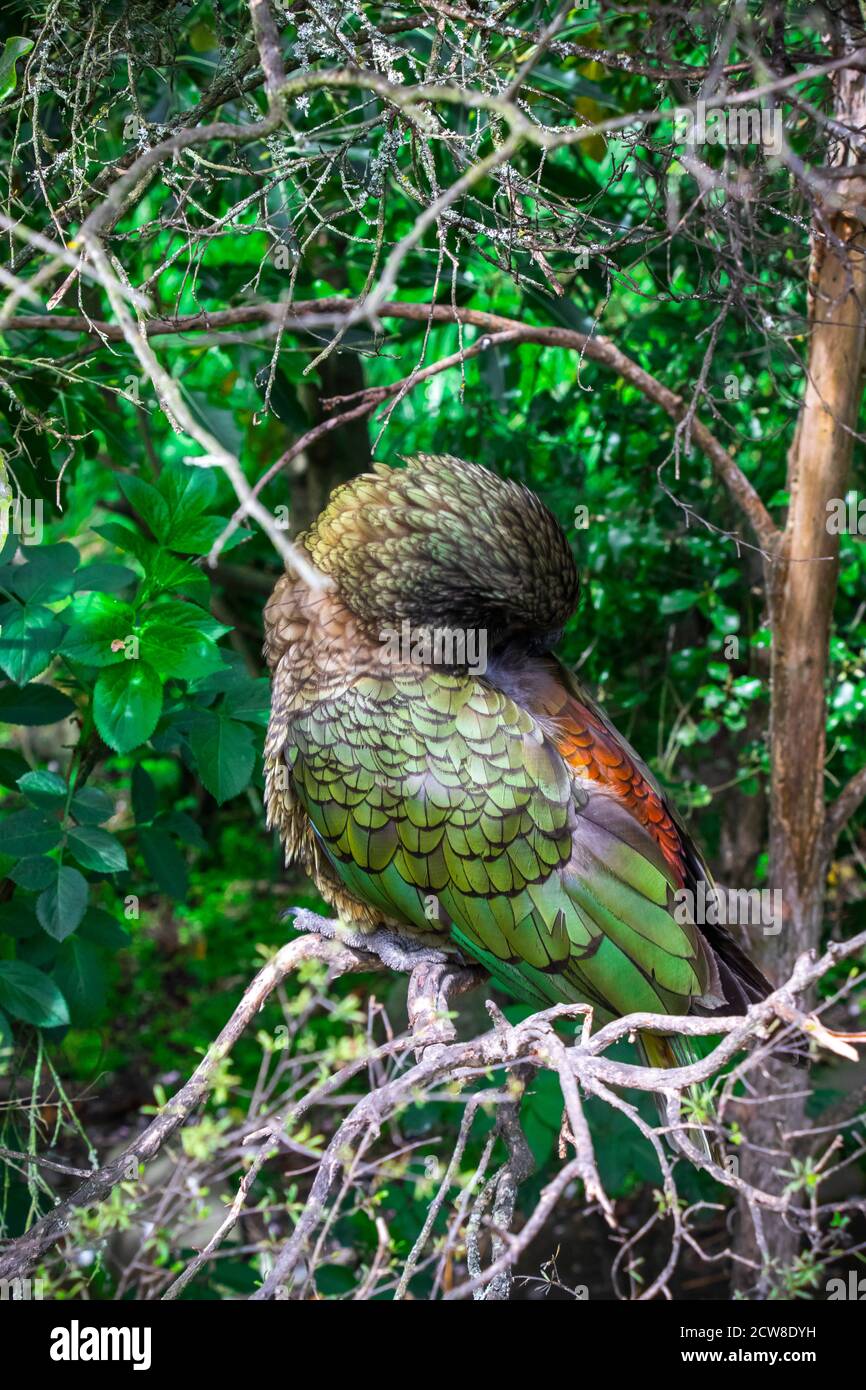 Family nestoridae hi-res stock photography and images - Alamy