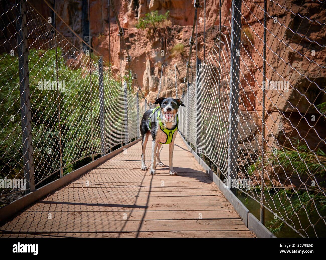 beautiful black and white travel dog on a bridge passing and looking at ...