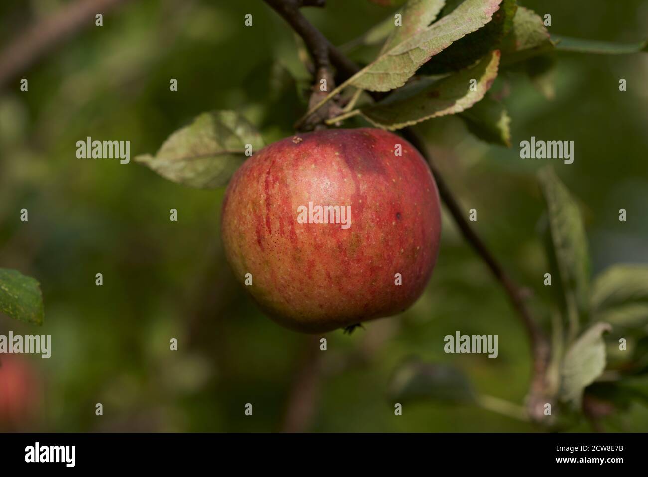 Cox's Orange Pippin Apple Stock Photo - Alamy