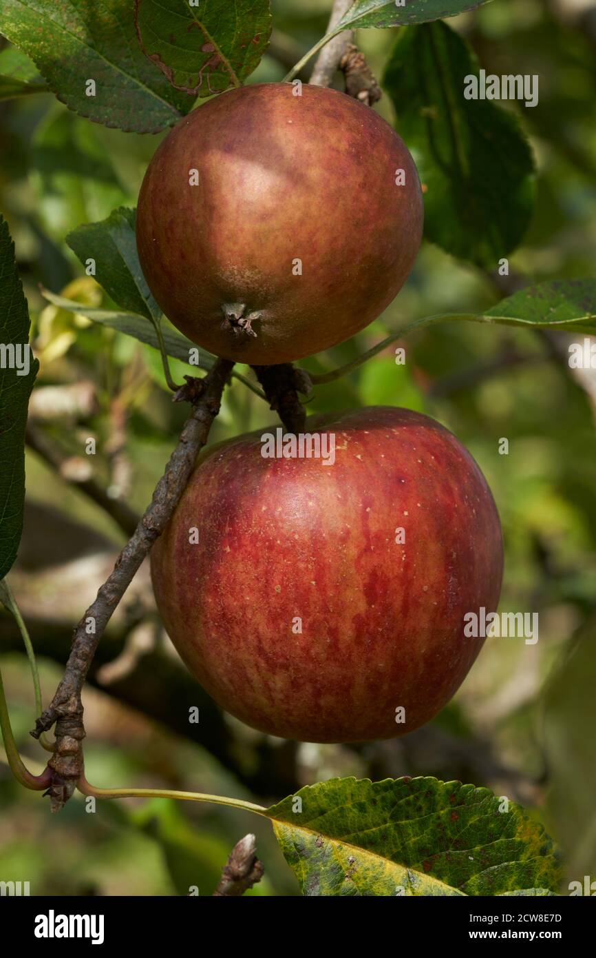 Cox's Orange Pippin Apples Stock Photo - Alamy