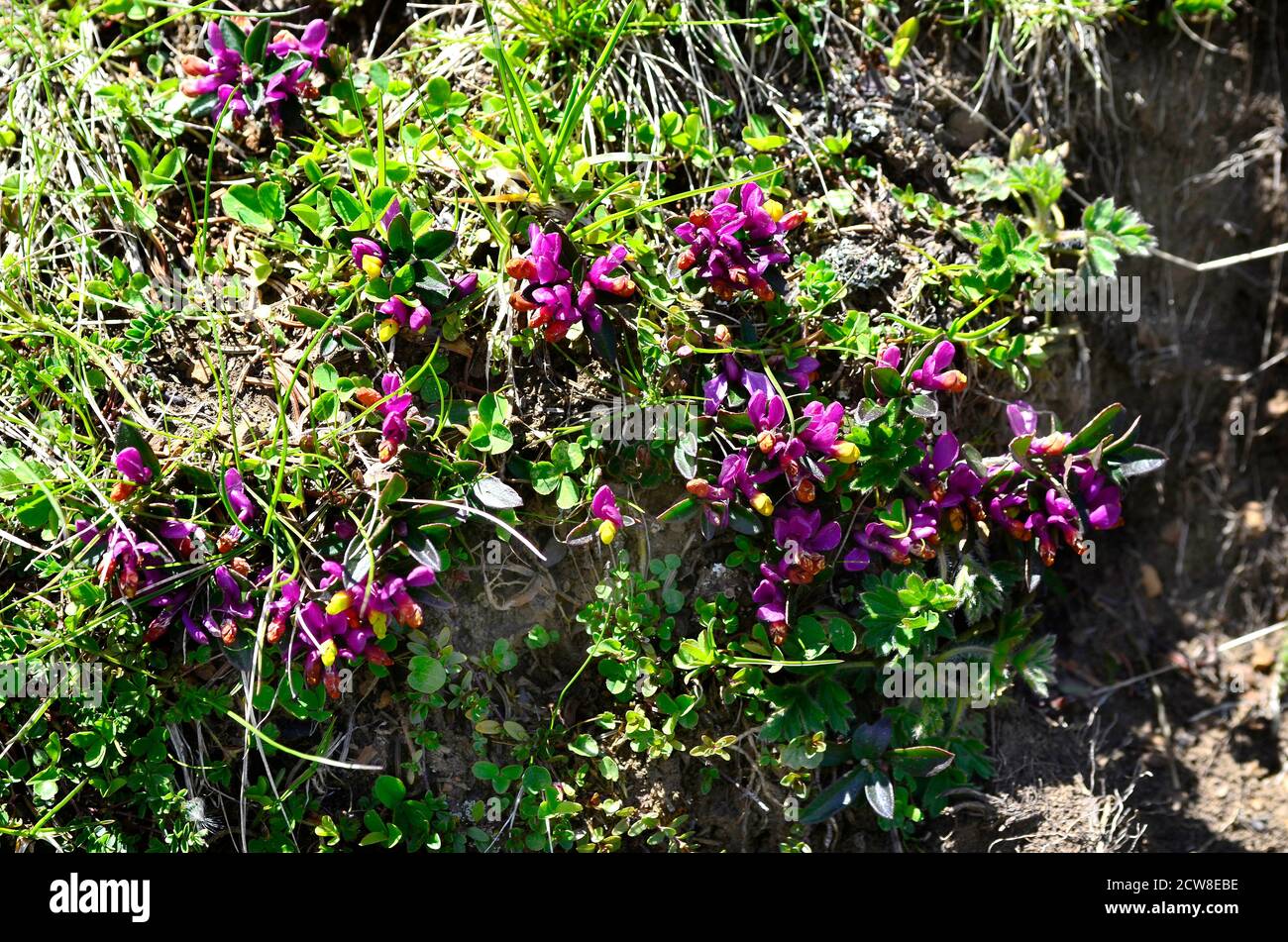 Buchs kreuzblume hi-res stock photography and images - Alamy
