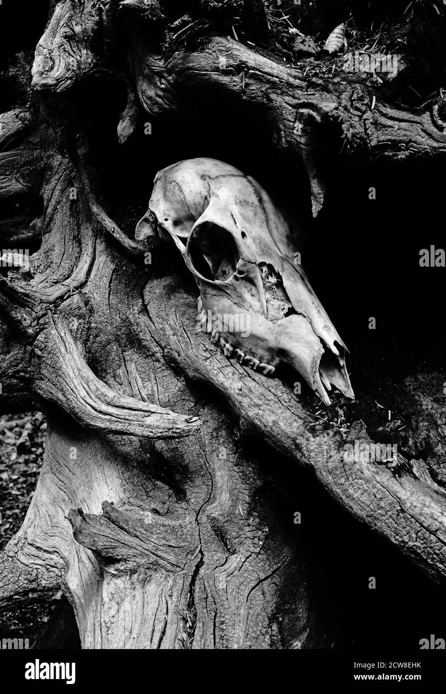 High contrast still life hi-res stock photography and images - Alamy