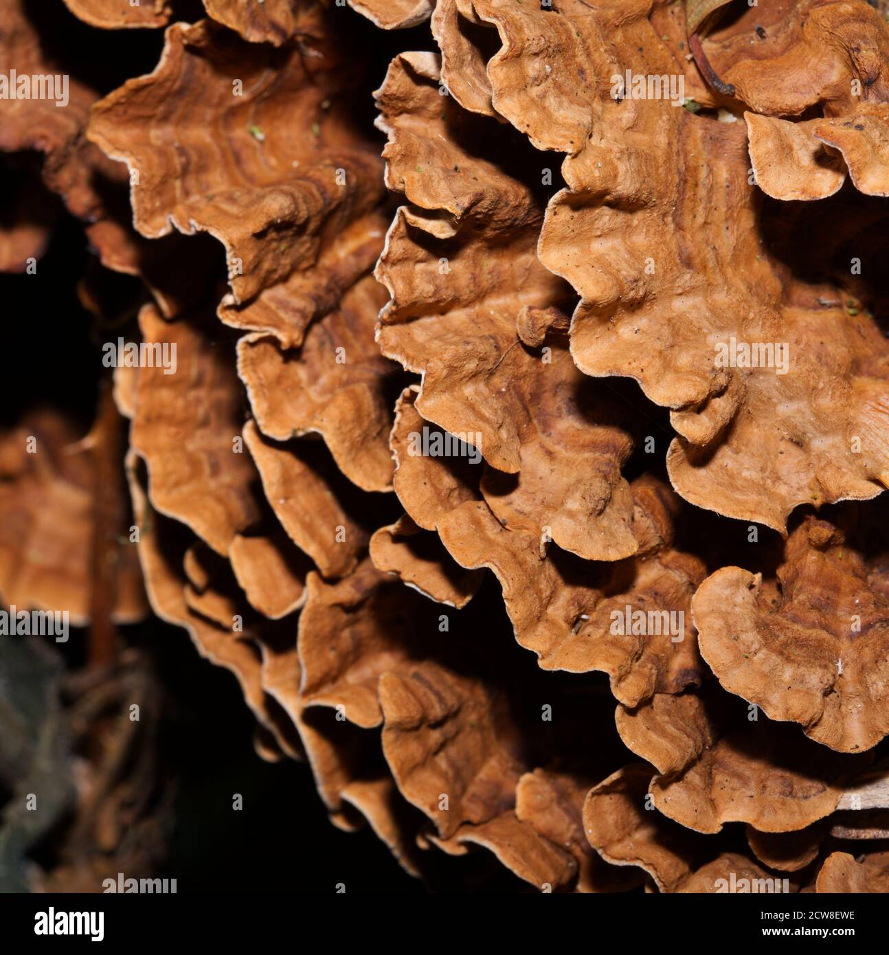 Macro of fungi hi-res stock photography and images - Alamy