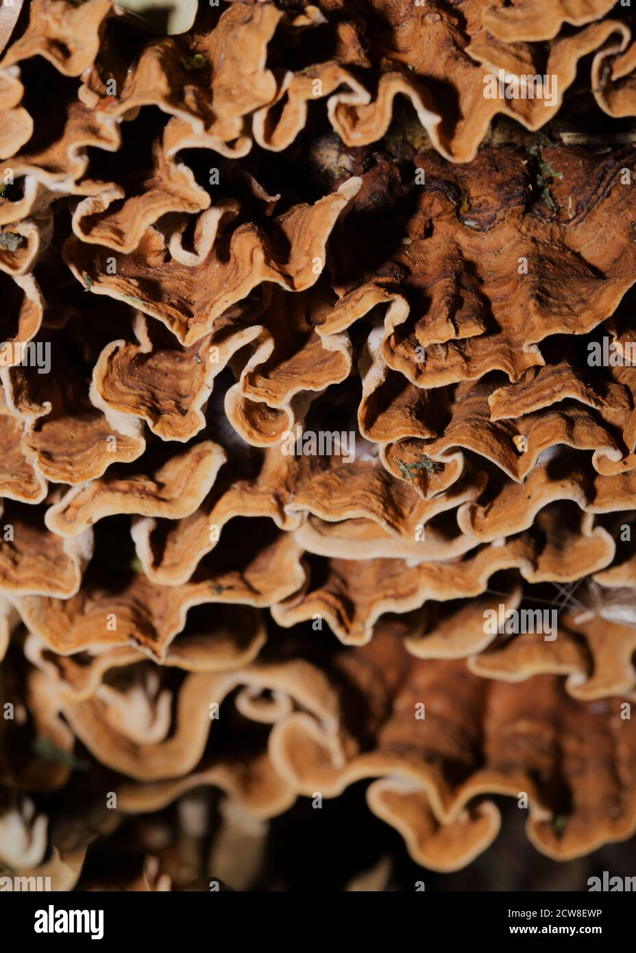 Fungi fungus mushroom rainforest hi-res stock photography and images ...