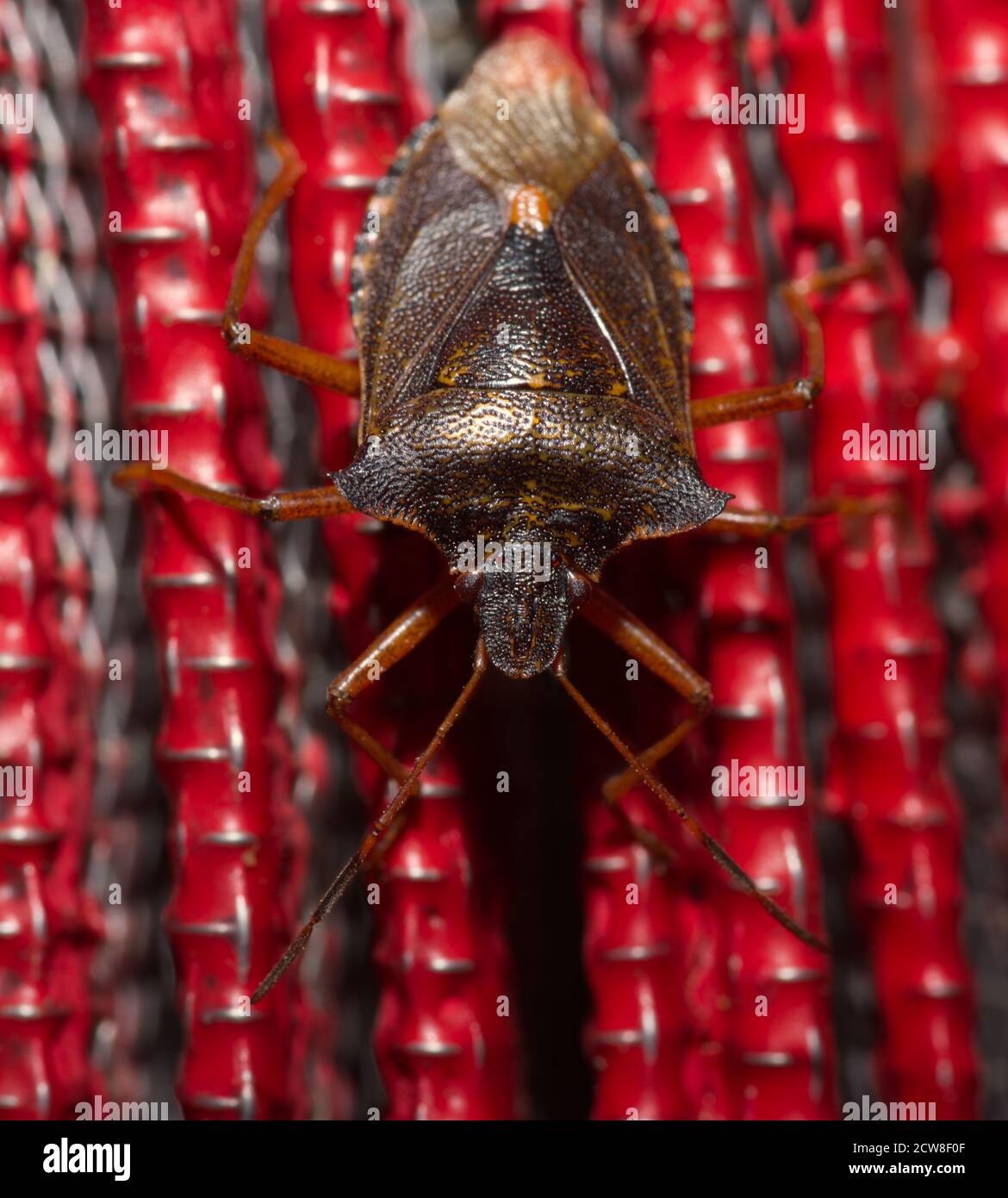 Shield bugs stink bugs pentatomidae hi-res stock photography and images ...