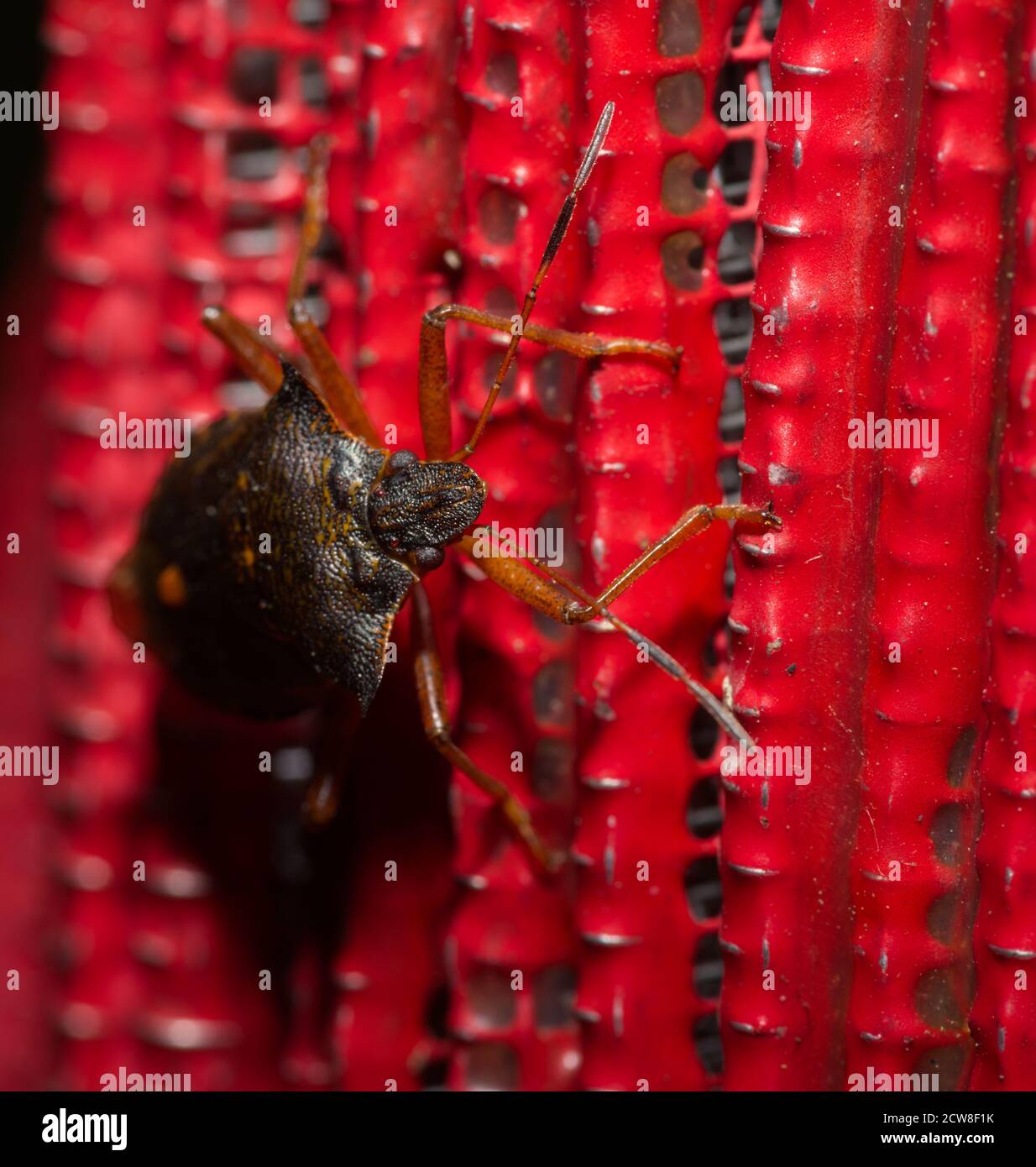 Southern green shield bugs hi-res stock photography and images - Alamy