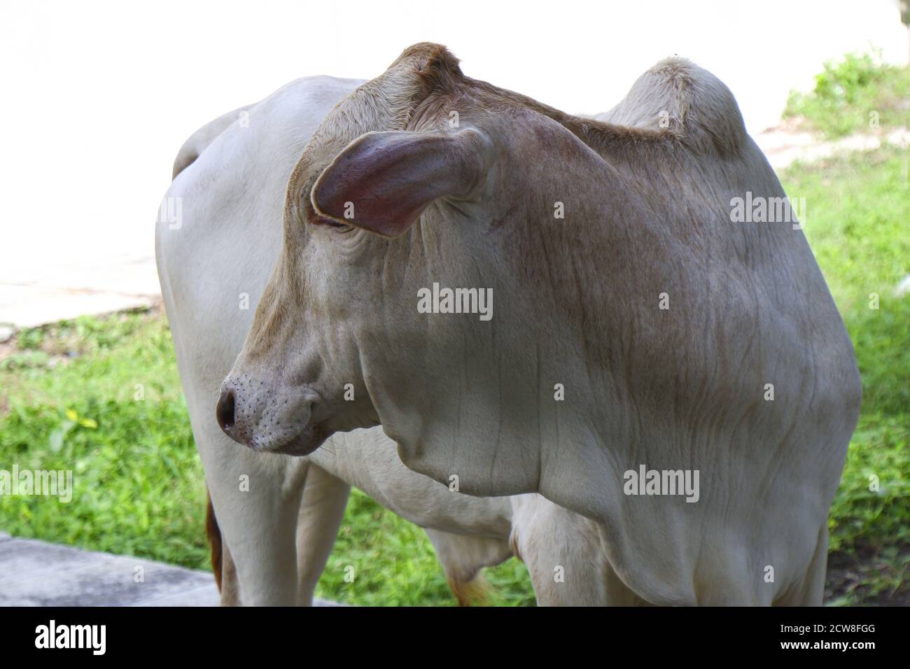 Closeup of a cow under the sunlight Stock Photo - Alamy