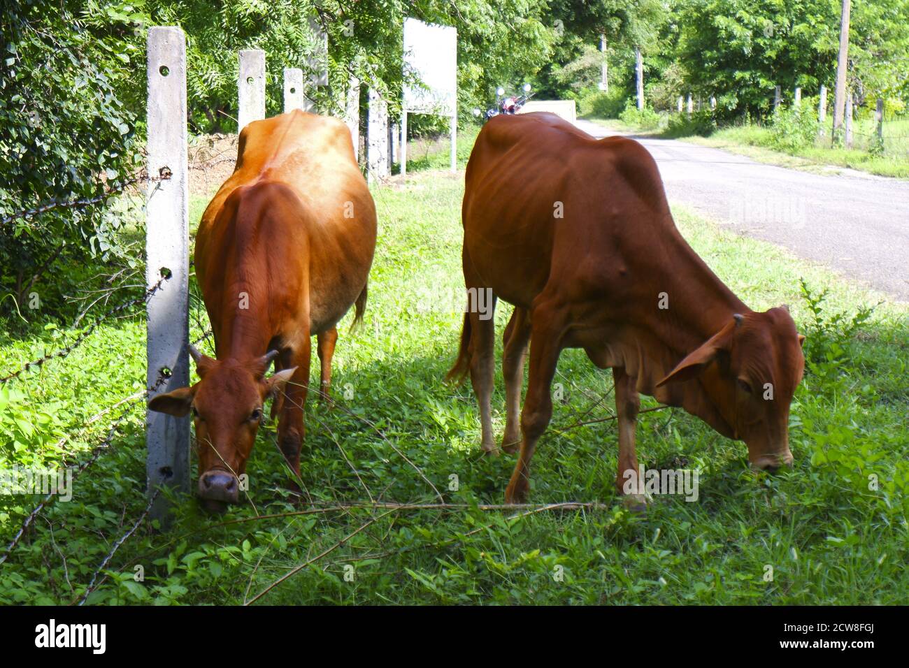Closeup of cows under the sunlight Stock Photo - Alamy