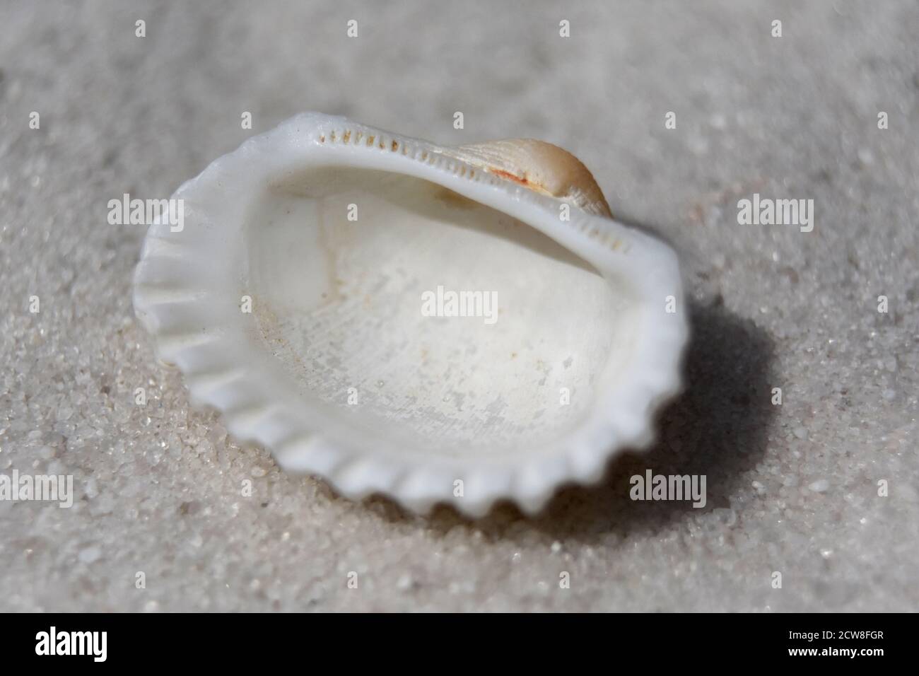 Pretty scalloped sea shell sitting on a sandy beach Stock Photo - Alamy
