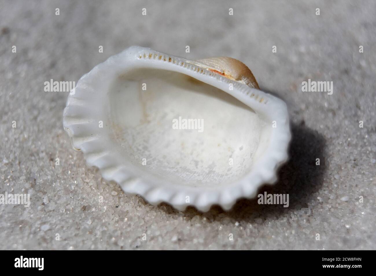 Textured sea shell sitting face up on a beach Stock Photo - Alamy