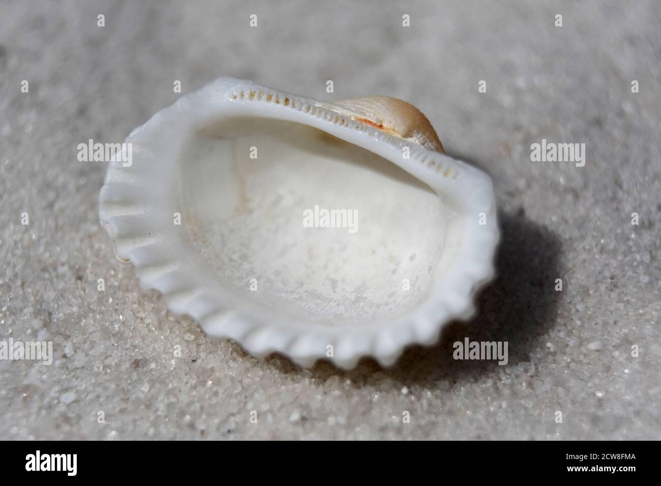 Clam shell sitting face up on a white sand beach Stock Photo - Alamy