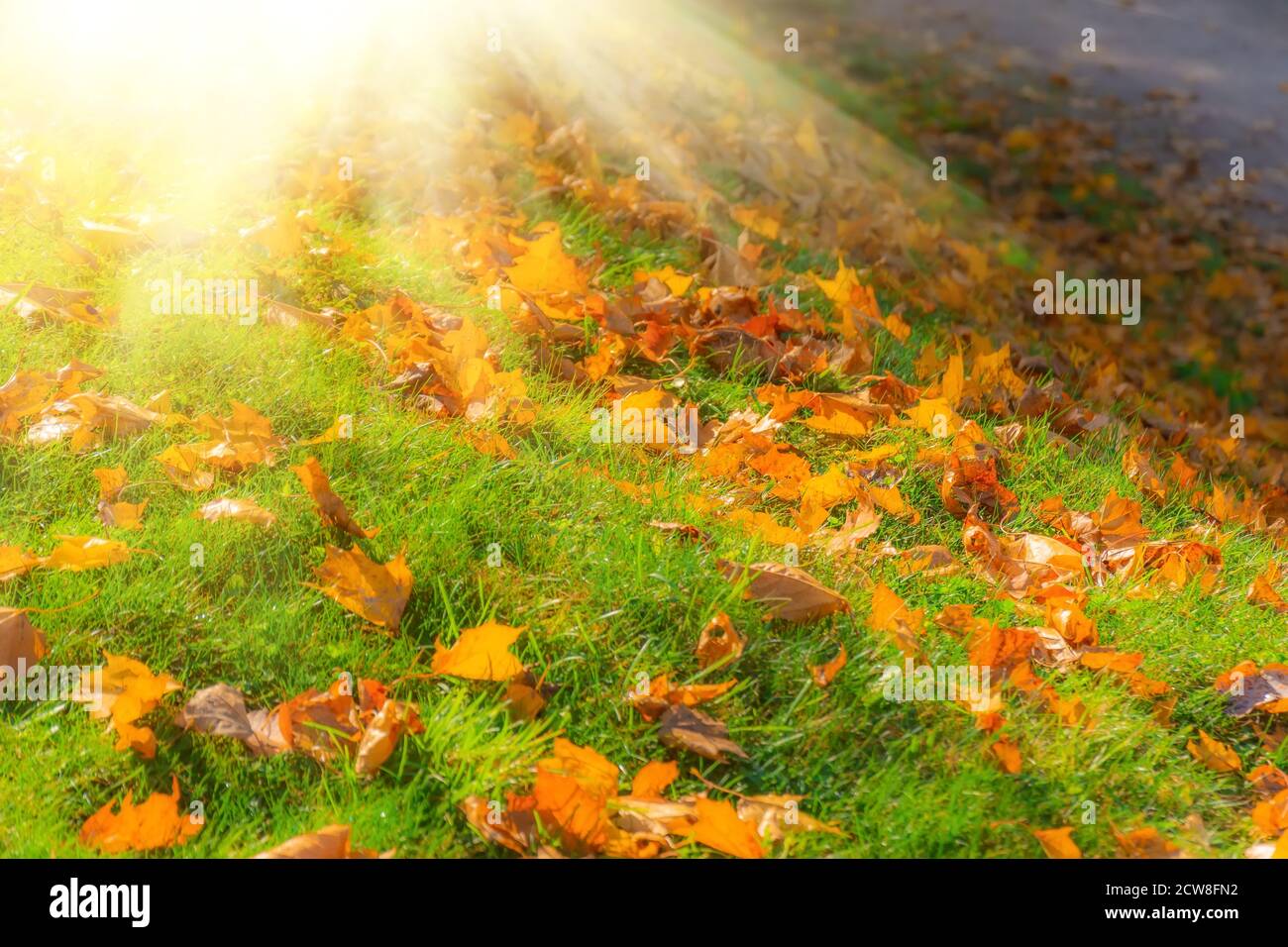 Maple leaves on the slope of the lawn illuminated by the sun in autumn ...
