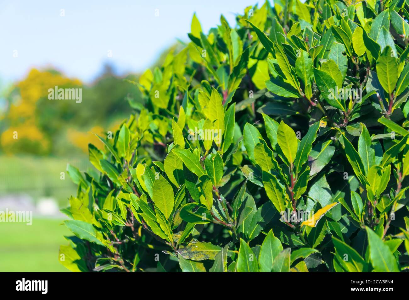 English laurel tree hi-res stock photography and images - Alamy