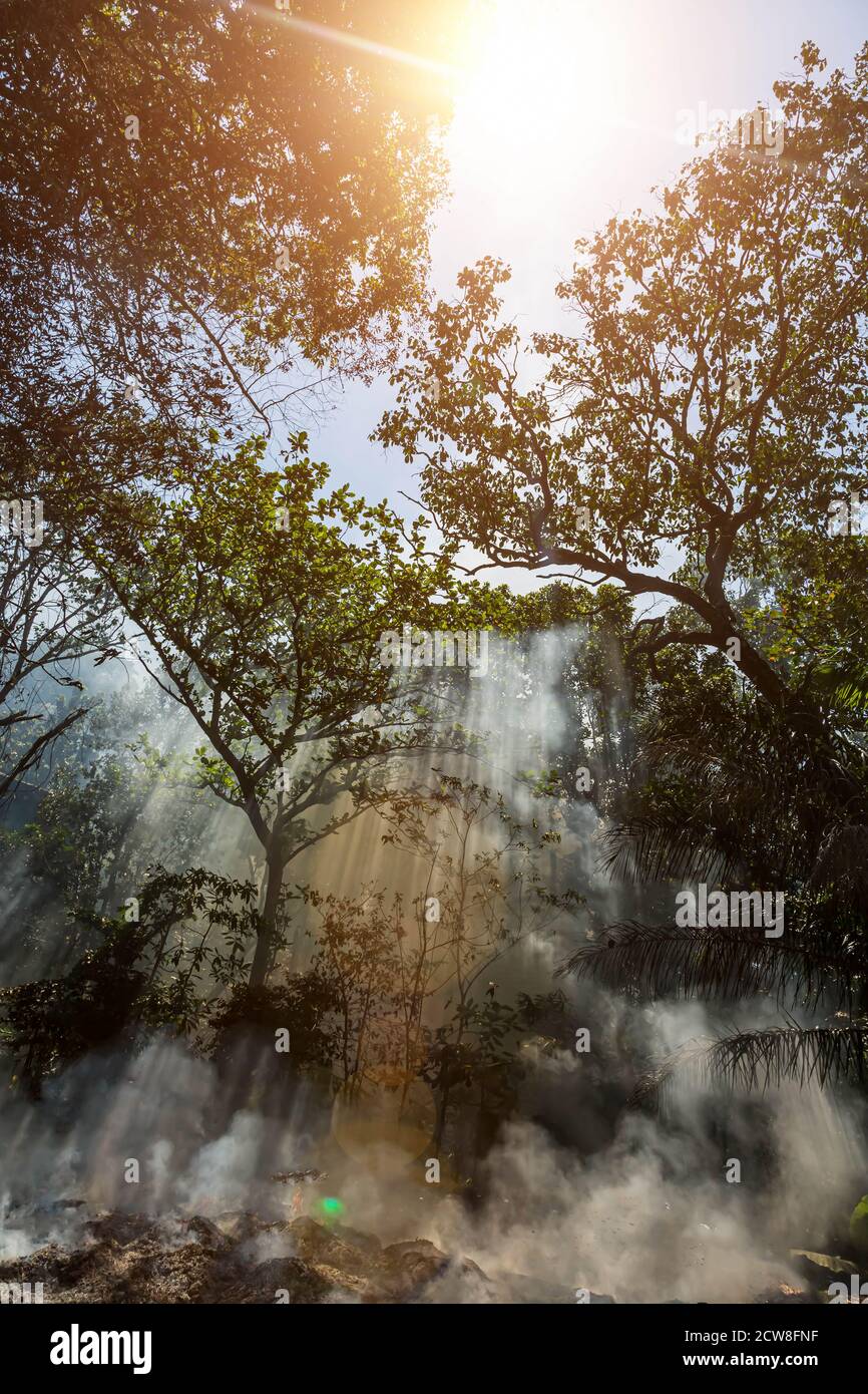 The smoke from the fire in the jungle. The sun in the sky and rays make ...