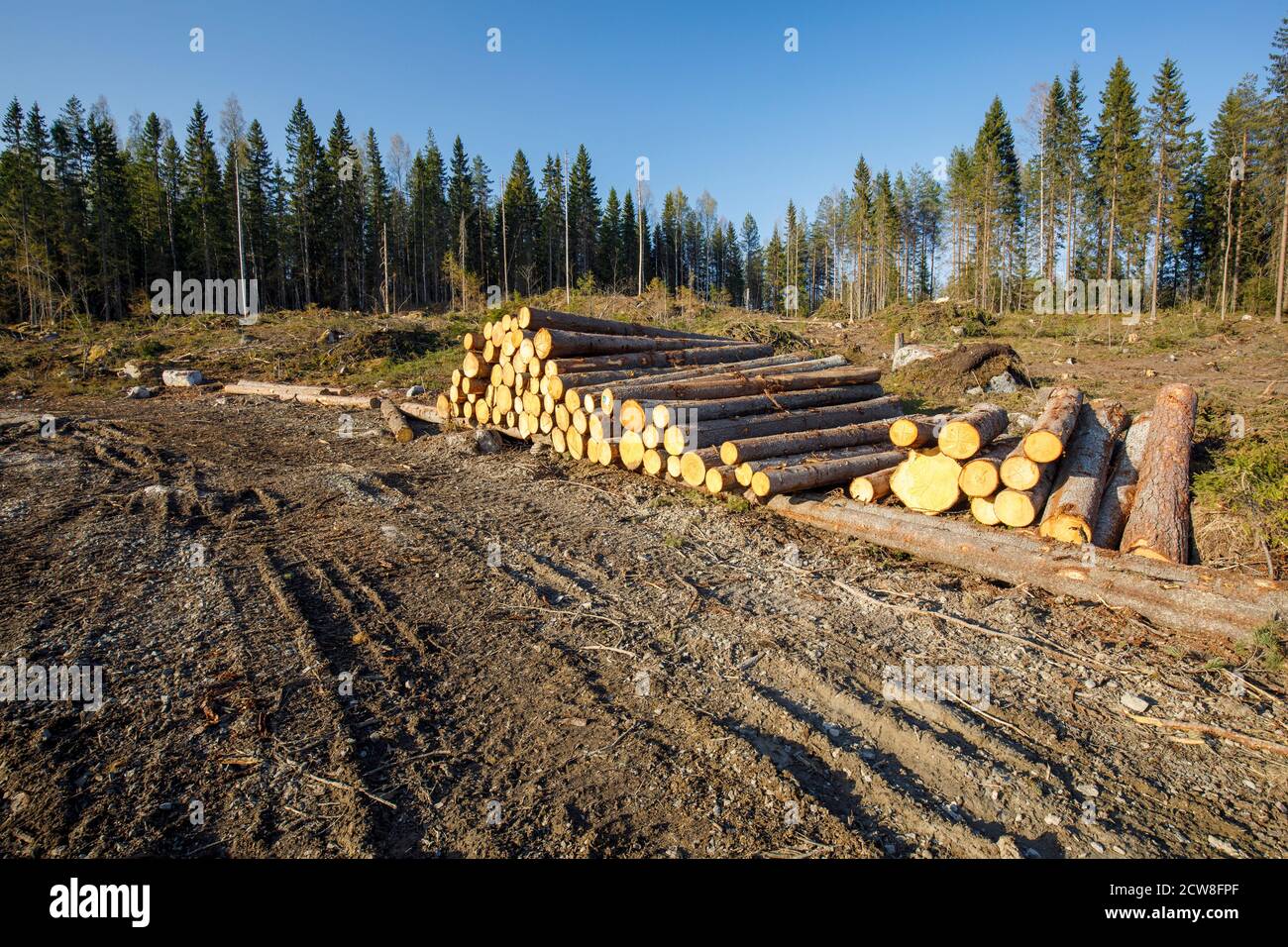 Log pile at clear cutting site at Spring , Finland Stock Photo - Alamy