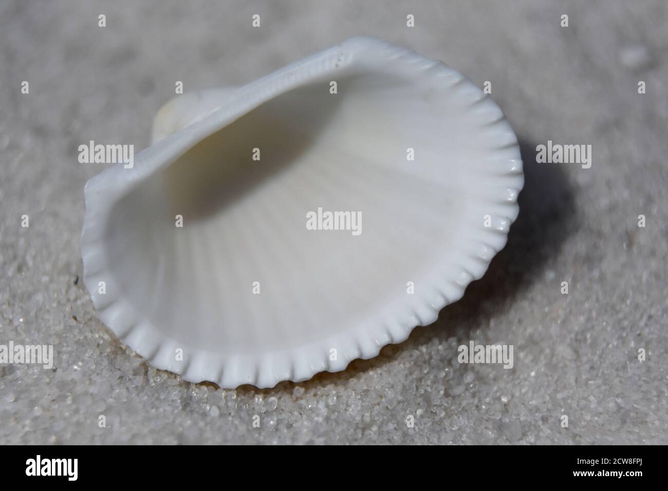 Empty sea shell face up on a sand beach Stock Photo - Alamy