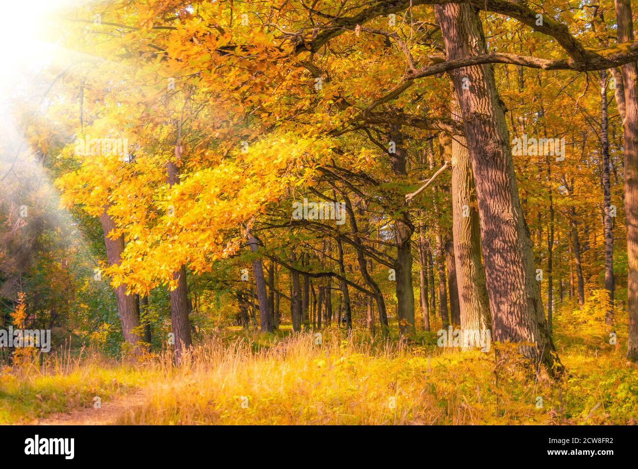 Spreading oak tree with sun hi-res stock photography and images - Alamy