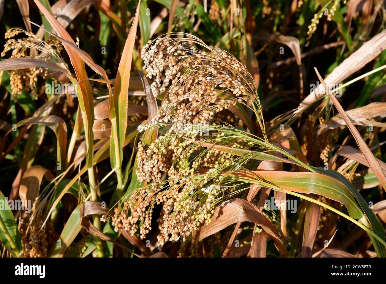 Austria, field with sorghum aka millet Stock Photo - Alamy