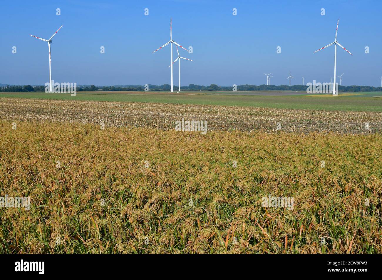 Austria, field with sorghum aka millet and wind turbines Stock Photo ...
