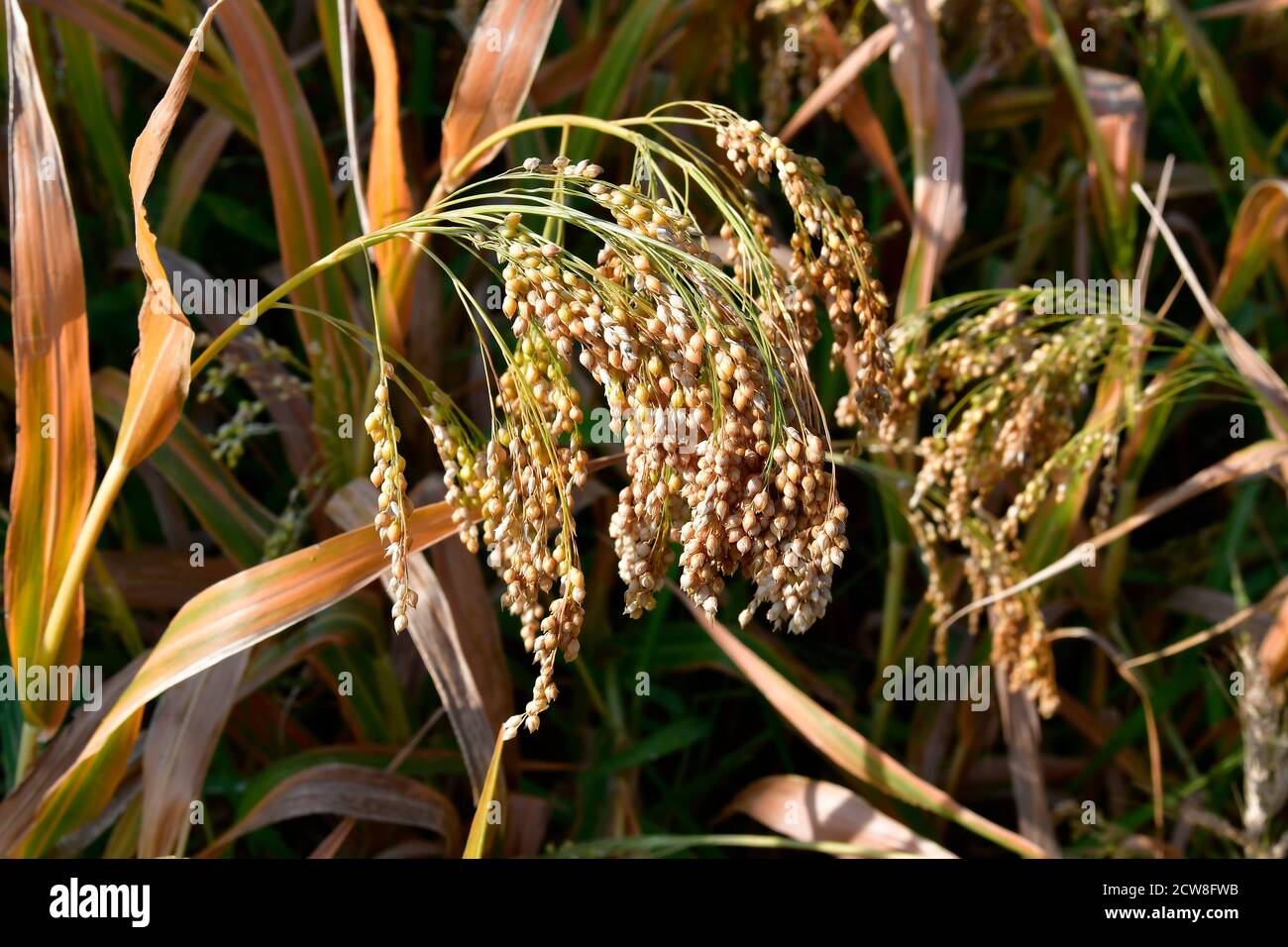 Austria, field with sorghum aka millet Stock Photo - Alamy