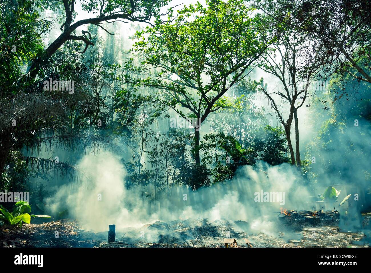The smoke from the fire in the jungle. The sun's rays make their way ...