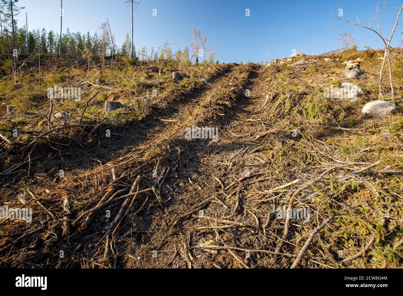 Forwarder tracks on Finnish hillside after clear cutting the forest and ...