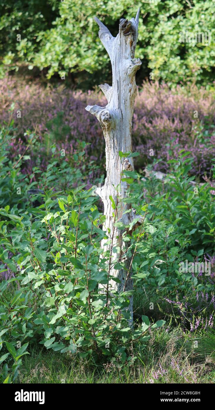 Vertical shot of a died small tree surrounded with grasses on a blurred ...