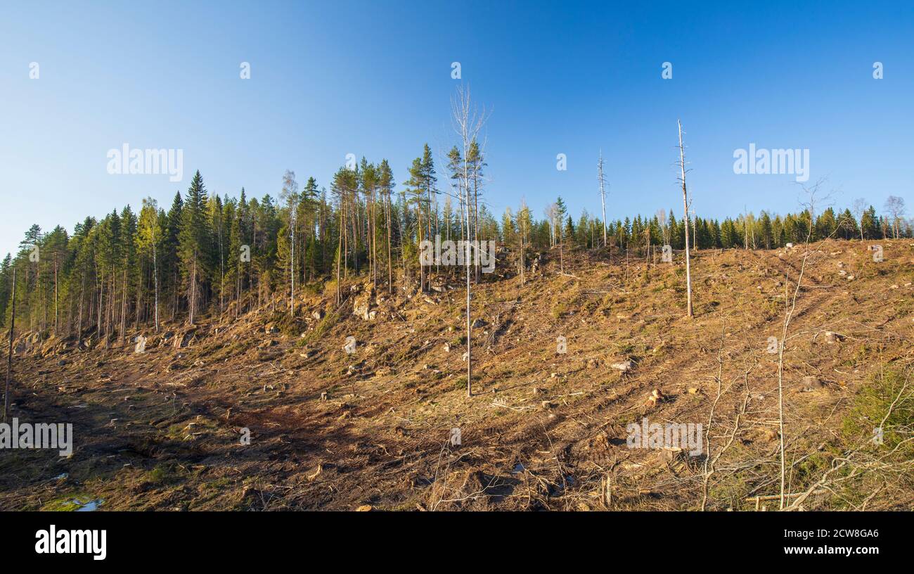 Clear cutting area and forwarder tracks on hillside at Spring , Finland ...
