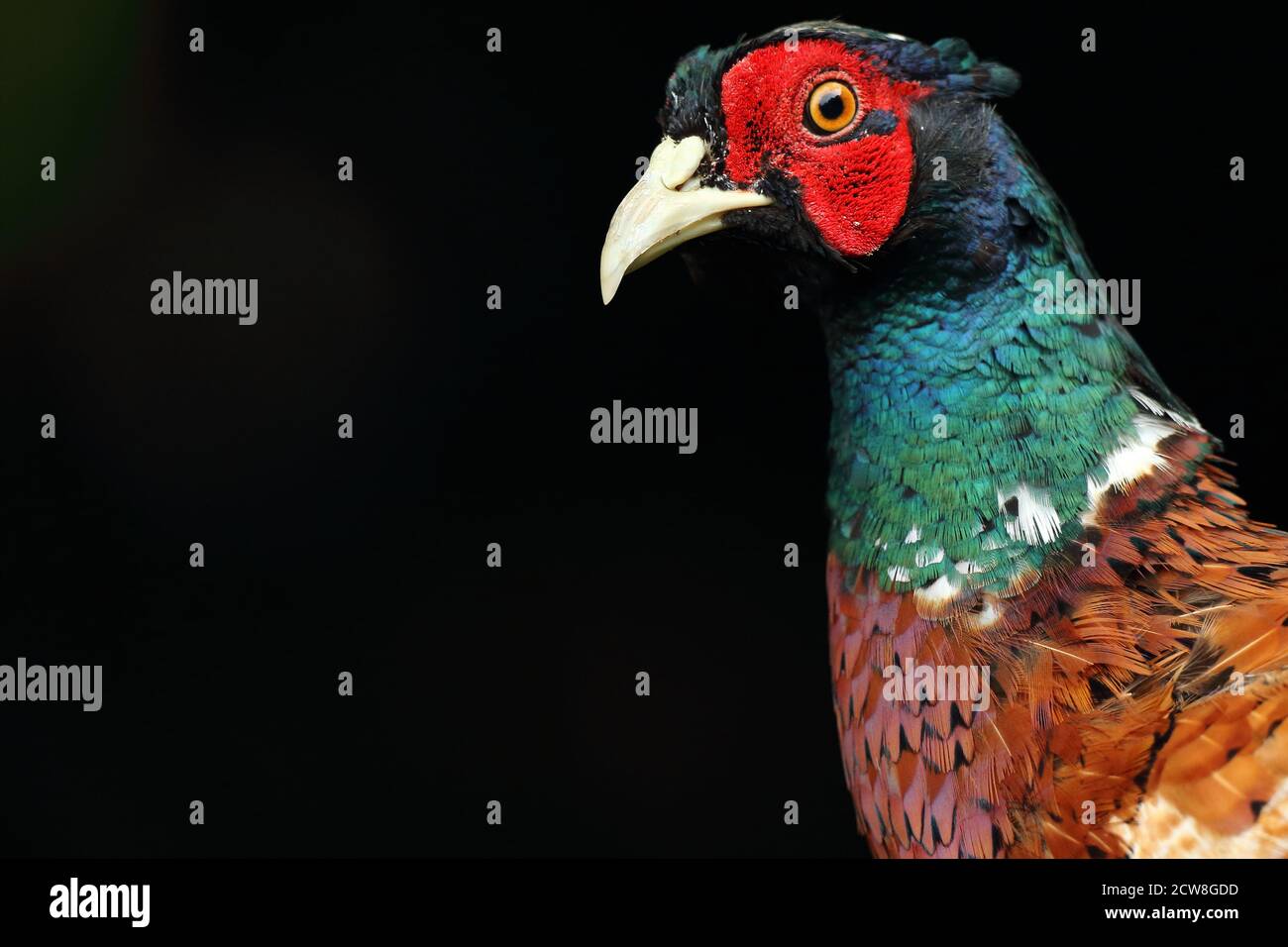 Common Wattle Eye High Resolution Stock Photography and Images - Alamy