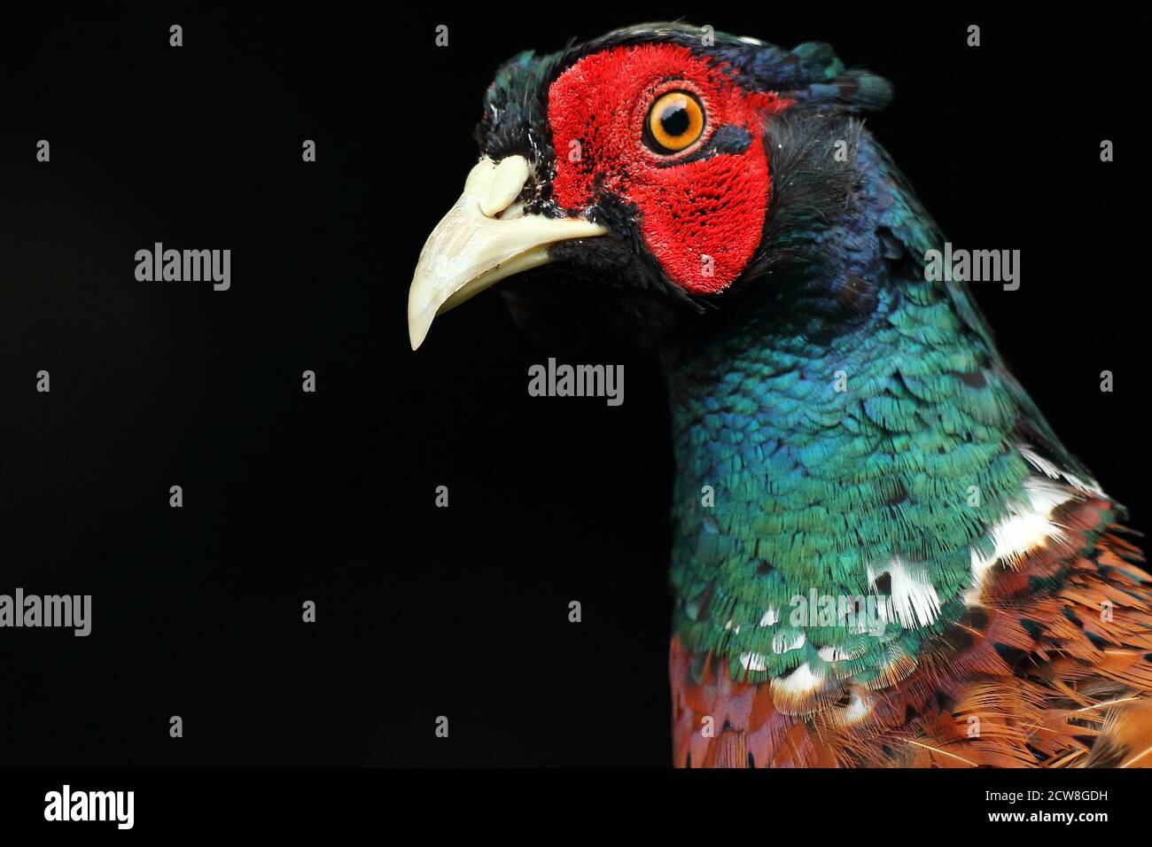 Common Wattle Eye High Resolution Stock Photography and Images - Alamy