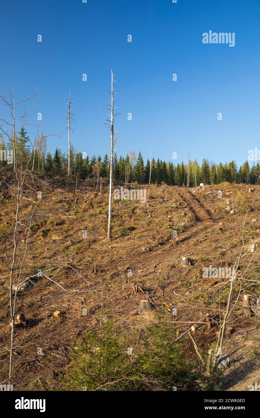 Clear cutting area and forwarder tracks on hillside at Spring , Finland ...