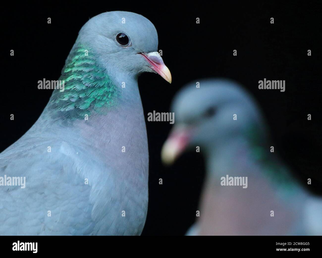 Stock dove (Columba oenas) close up of pair, showing head plumage ...