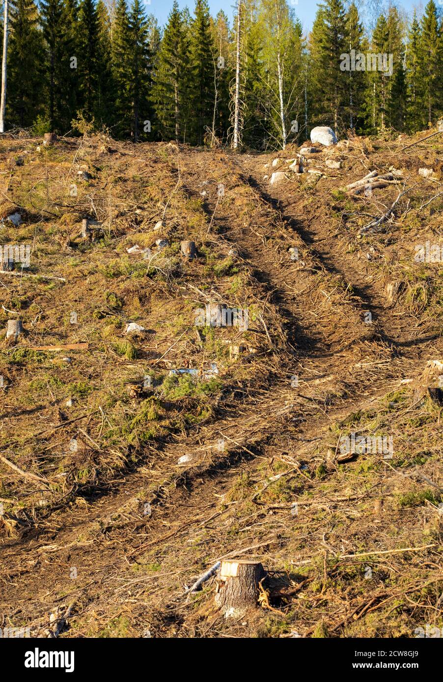 Forwarder tracks on Finnish hillside after clear cutting forest and ...